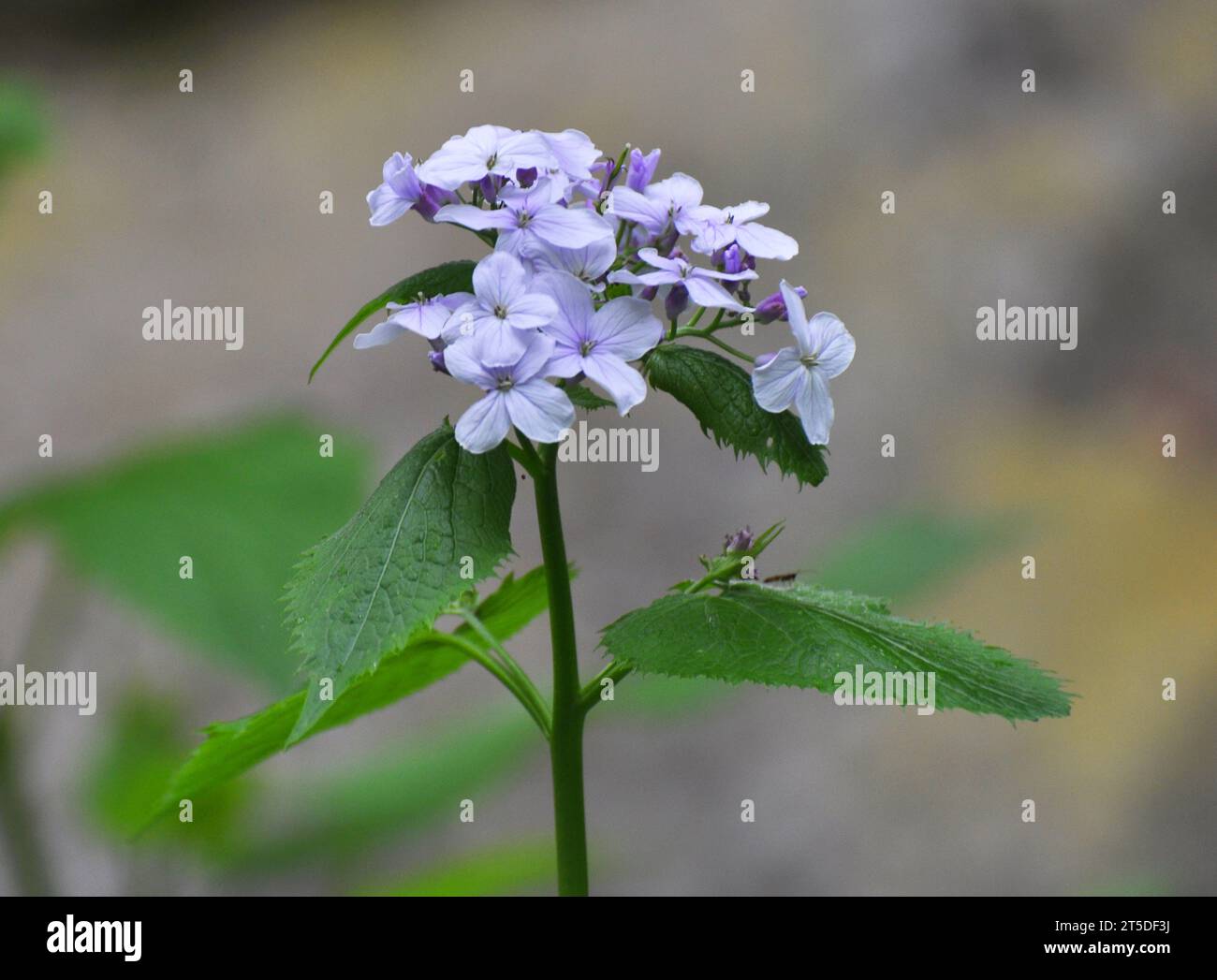 Lunaria rediviva in bloom hi-res stock photography and images - Alamy