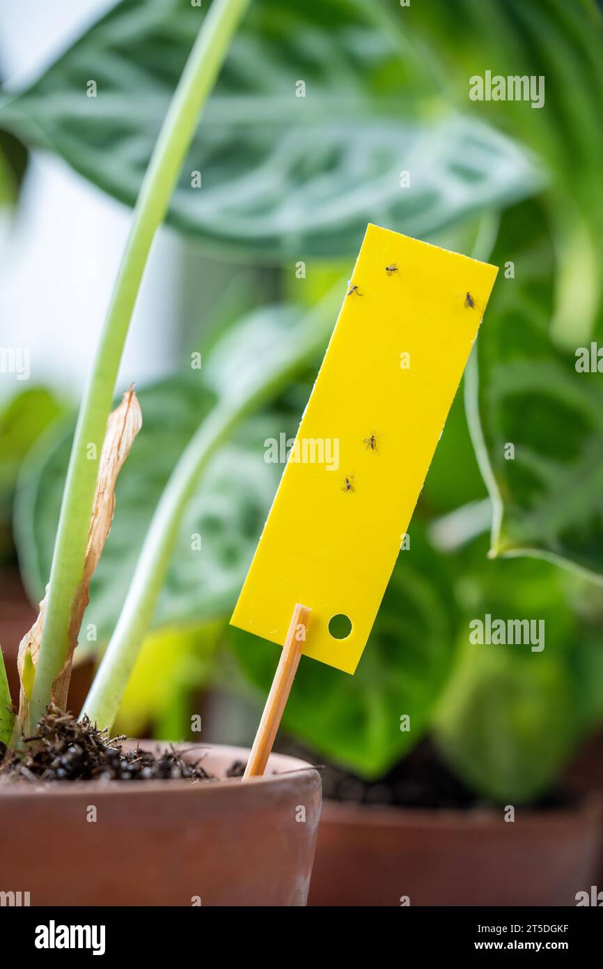 Fungus gnats stuck on yellow sticky trap closeup. Flypaper for ...