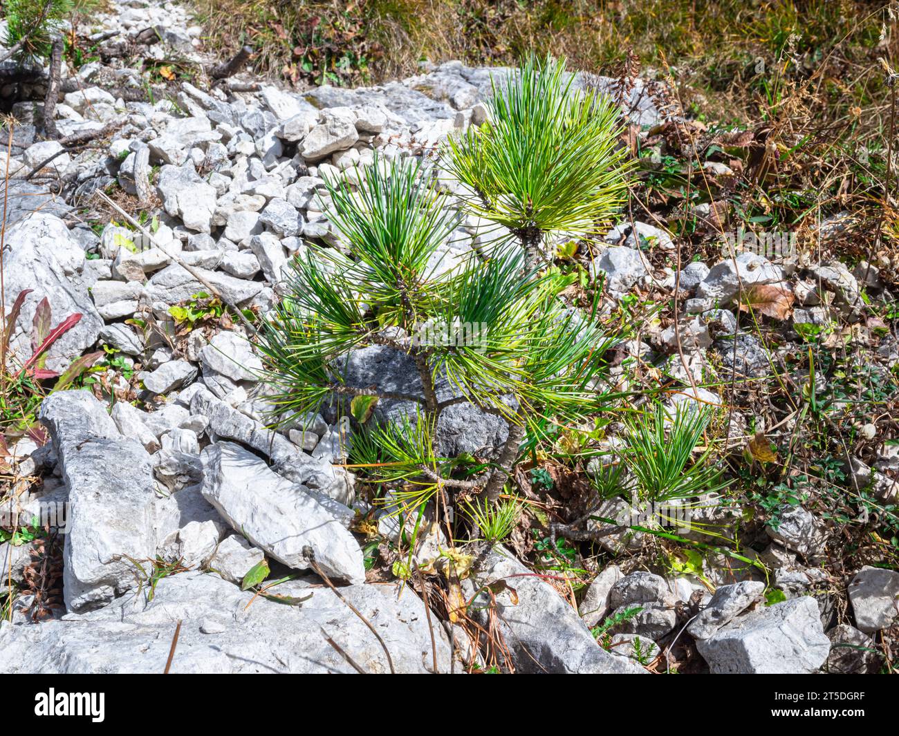 Pine seedling hi-res stock photography and images - Alamy