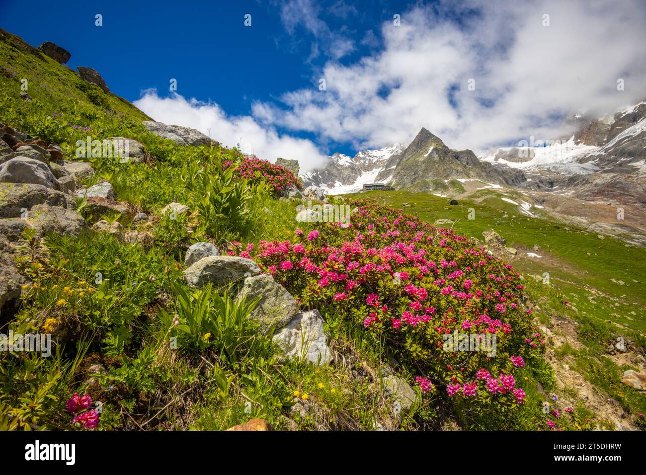 Val Veny beautiful mountain landscape with rododendron flowers in ...