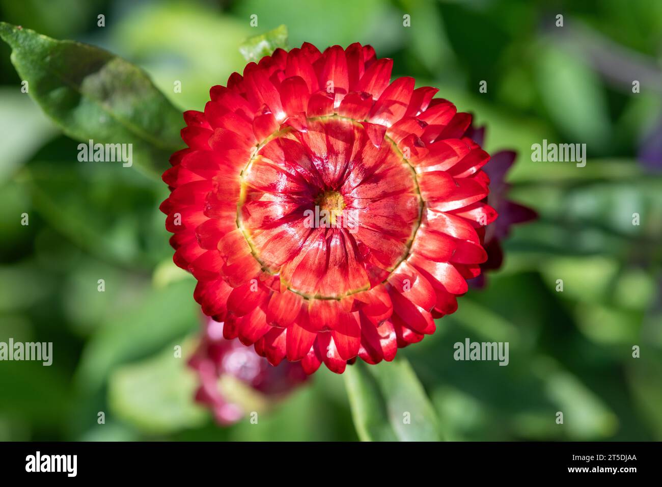 Close up of a red strawflower (xerochrysum bracteatum) in bloom Stock ...