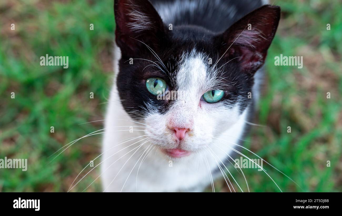 Close-up of the face of a Greek street black and white cat with ...