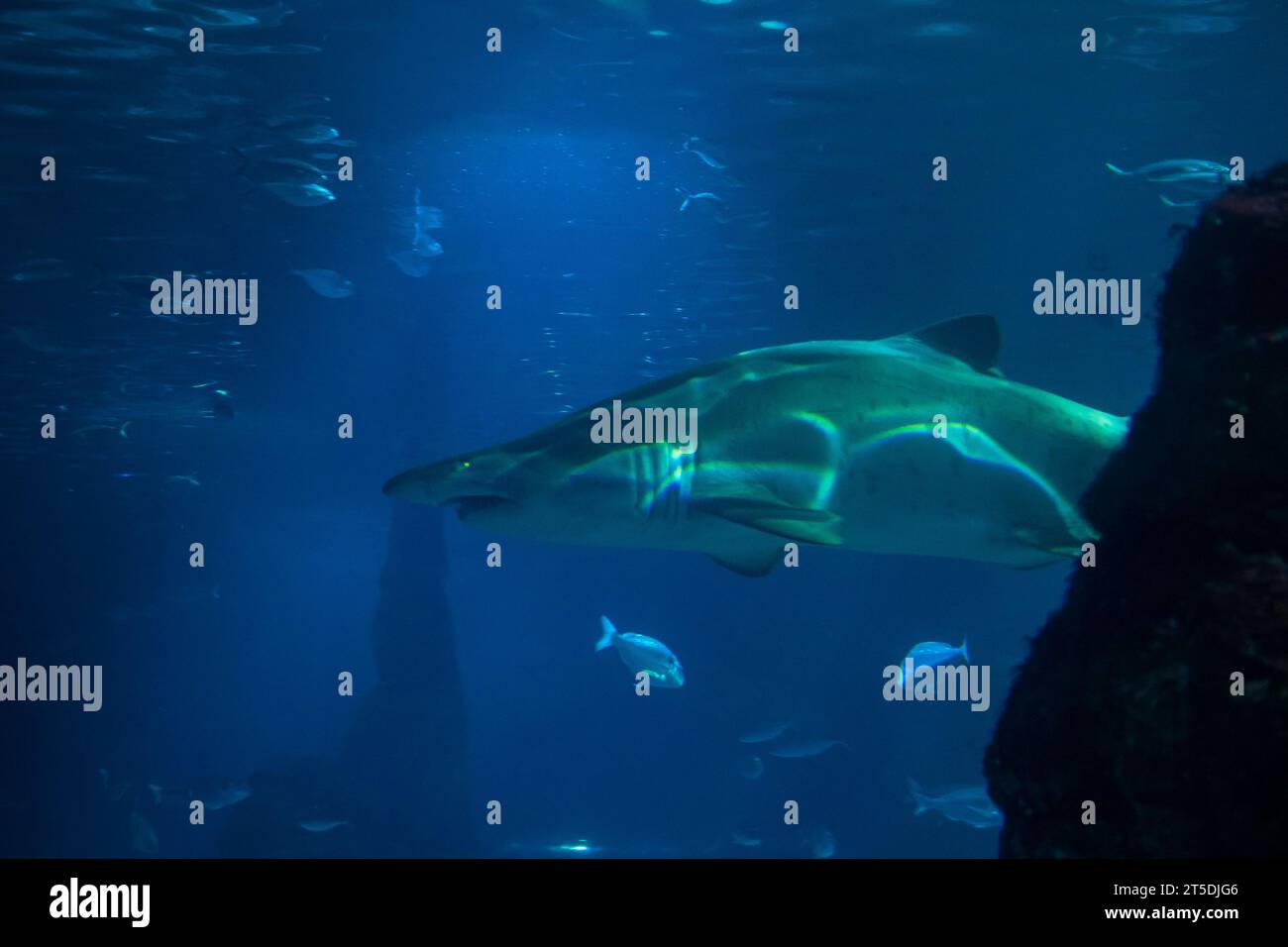 Shark swims between other fish. The concept of fear and respect for the ...