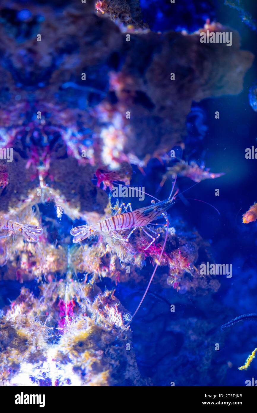 Large striped shrimp searches for food on coral underwater. Vertical ...