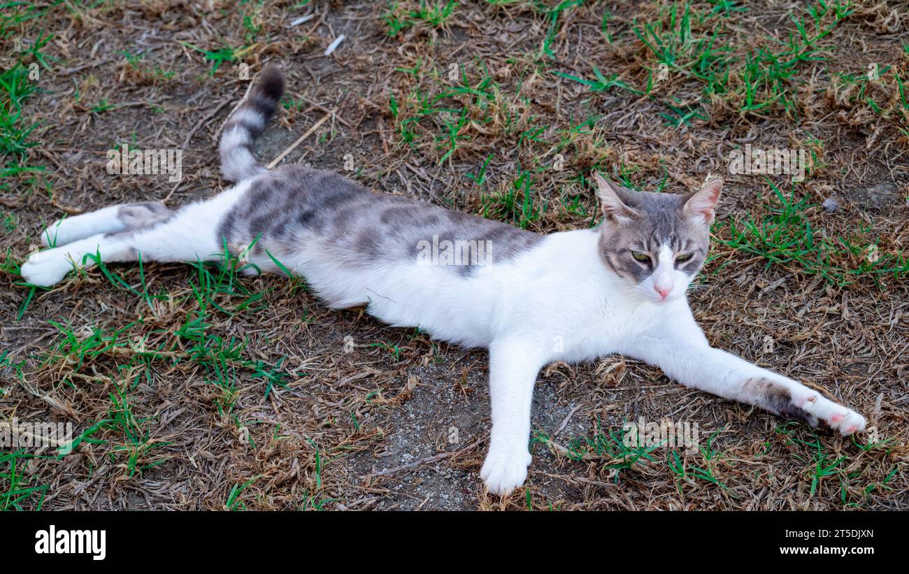 White cat stretched out on hi-res stock photography and images - Alamy