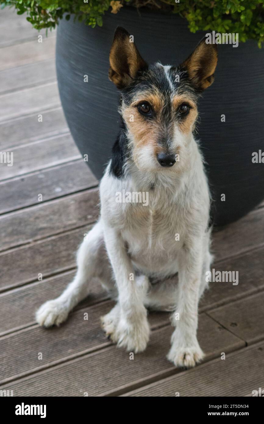 Chien ratier noir hi-res stock photography and images - Alamy