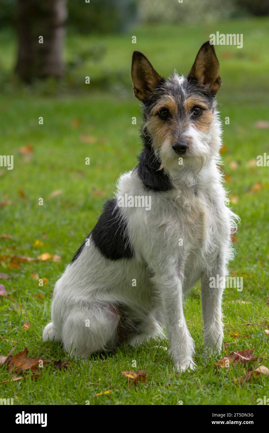 Chasse chasse chien hi-res stock photography and images - Alamy