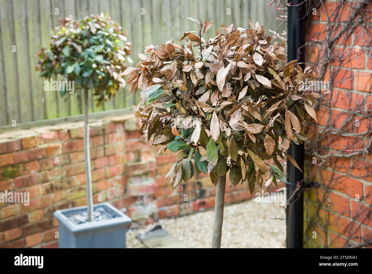Dead damaged trees plants hi-res stock photography and images - Alamy