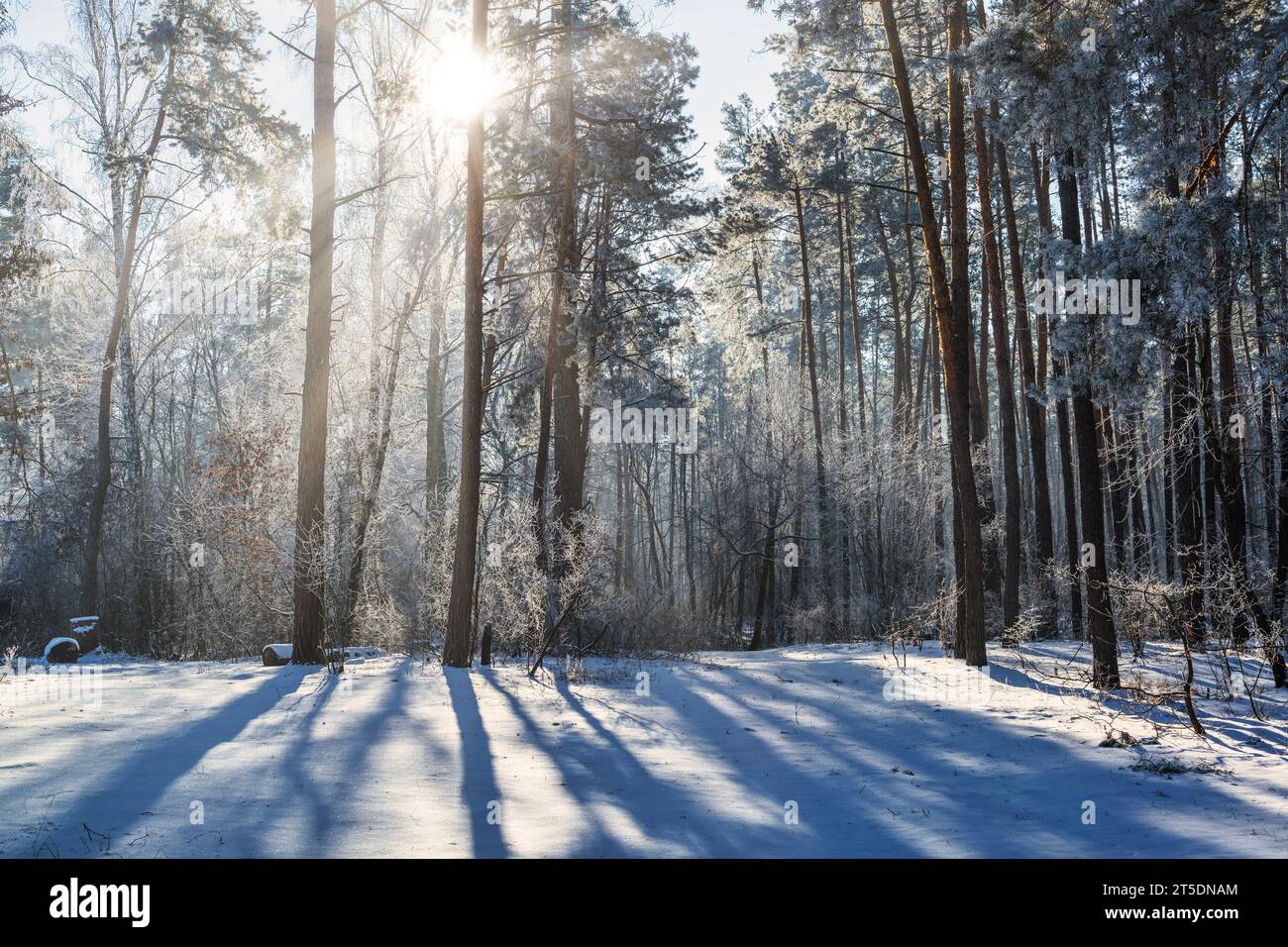 Morning scene in a winter forest with sun shining through pine trees ...