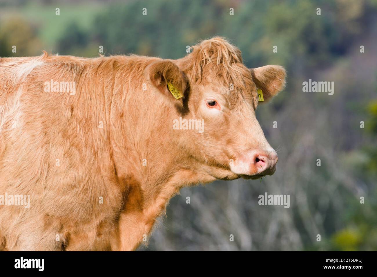 Handsome animal hi-res stock photography and images - Alamy