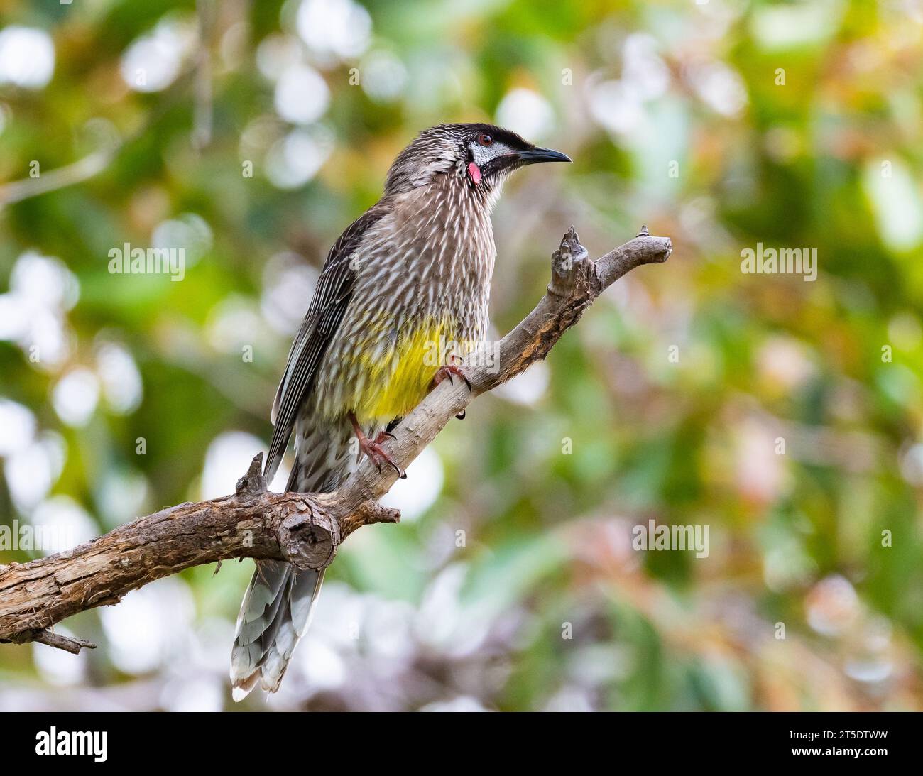 A Red Wattlebird (Anthochaera carunculata) perched on a branch ...