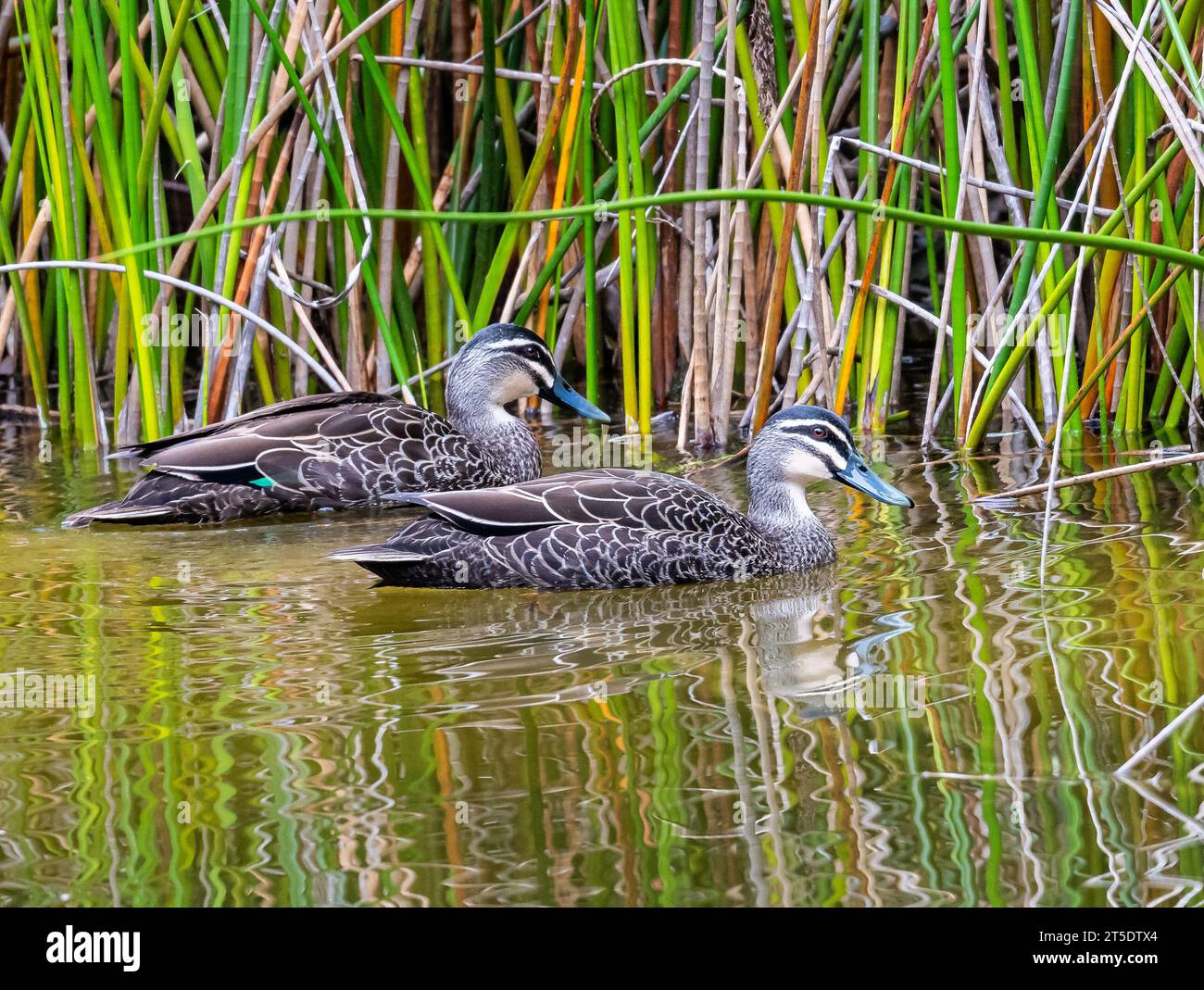 A pair Pacific Black Ducks (Anas superciliosa) swimming in a pond ...
