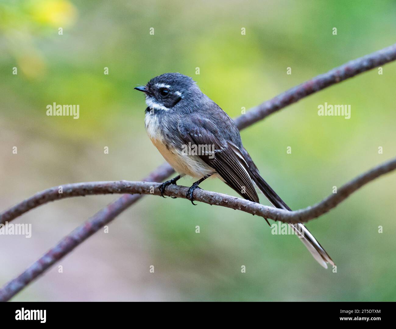 Australian fantail hi-res stock photography and images - Alamy