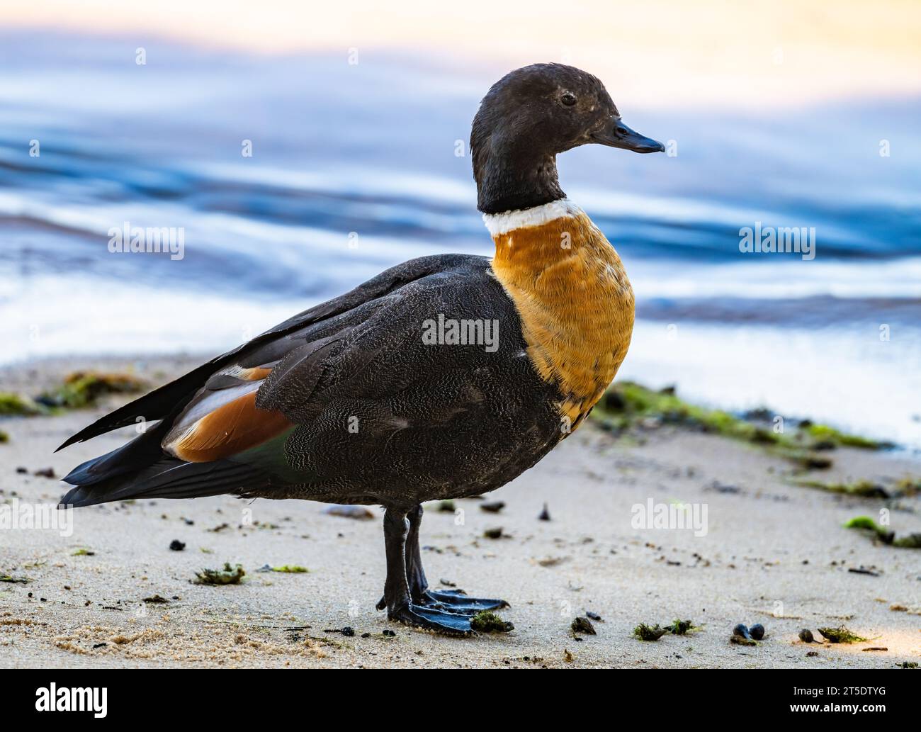 An male Australian Shelduck (Tadorna tadornoides) standing on a beach ...