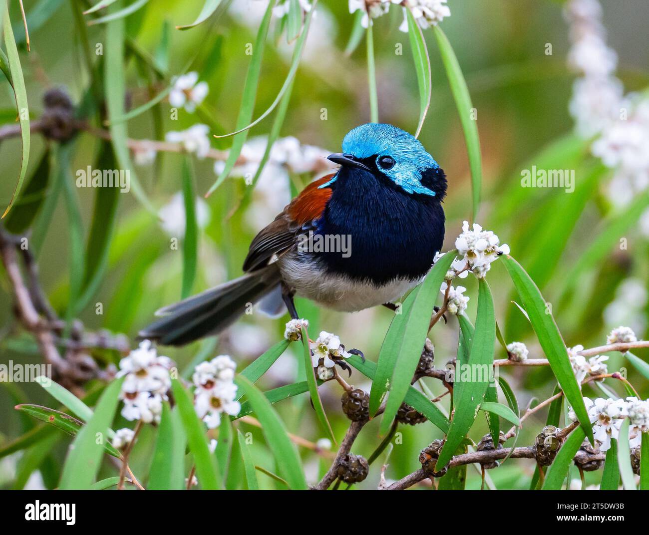 A male Red-winged Fairywren (Malurus elegans) perched on a flowering ...