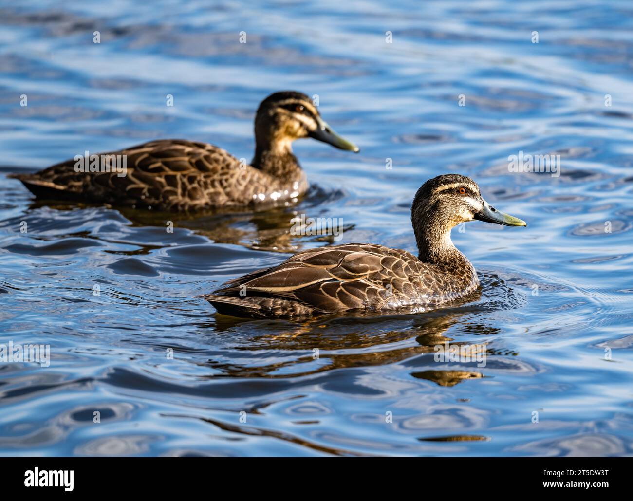 A pair Pacific Black Ducks (Anas superciliosa) swimming in water ...