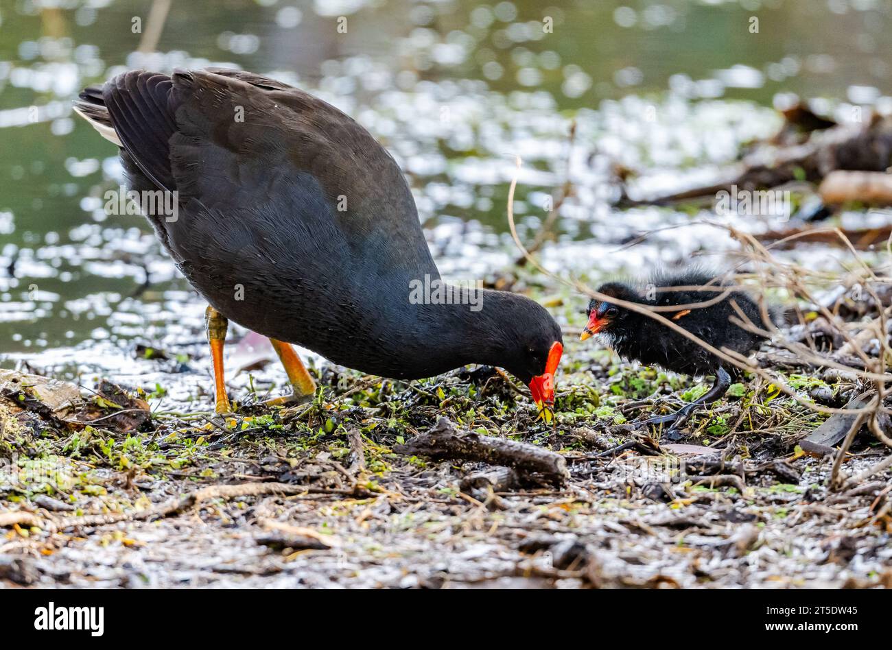 A Dusky Moorhen (Gallinula tenebrosa) foraging with its chick ...