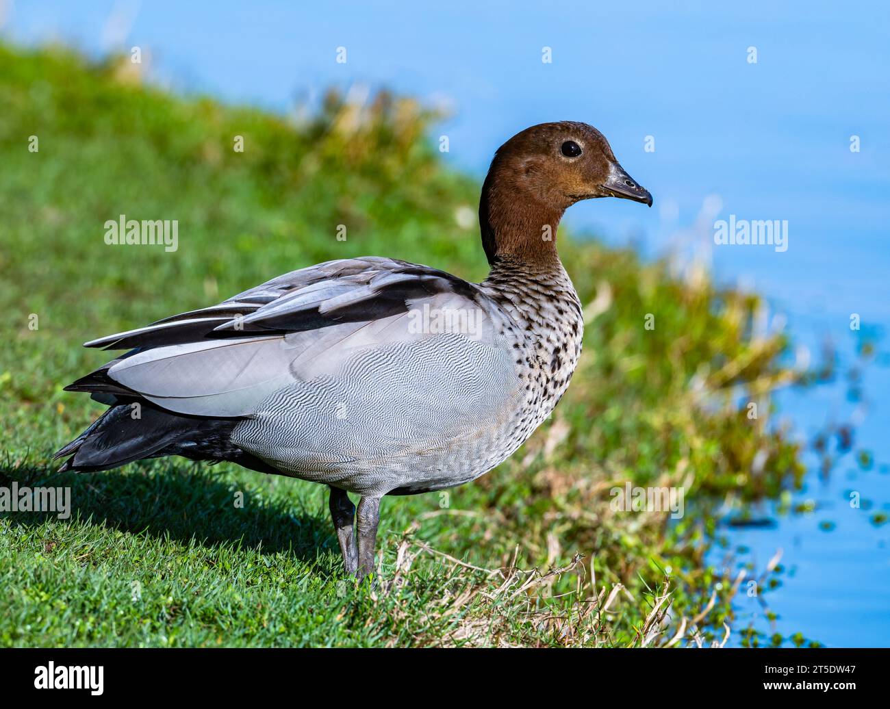 A wild Maned Duck (Chenonetta jubata) standing by a pond. Australia ...