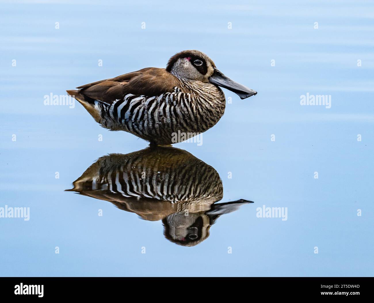 A Pink-eared Duck (Malacorhynchus membranaceus) and its reflection in ...