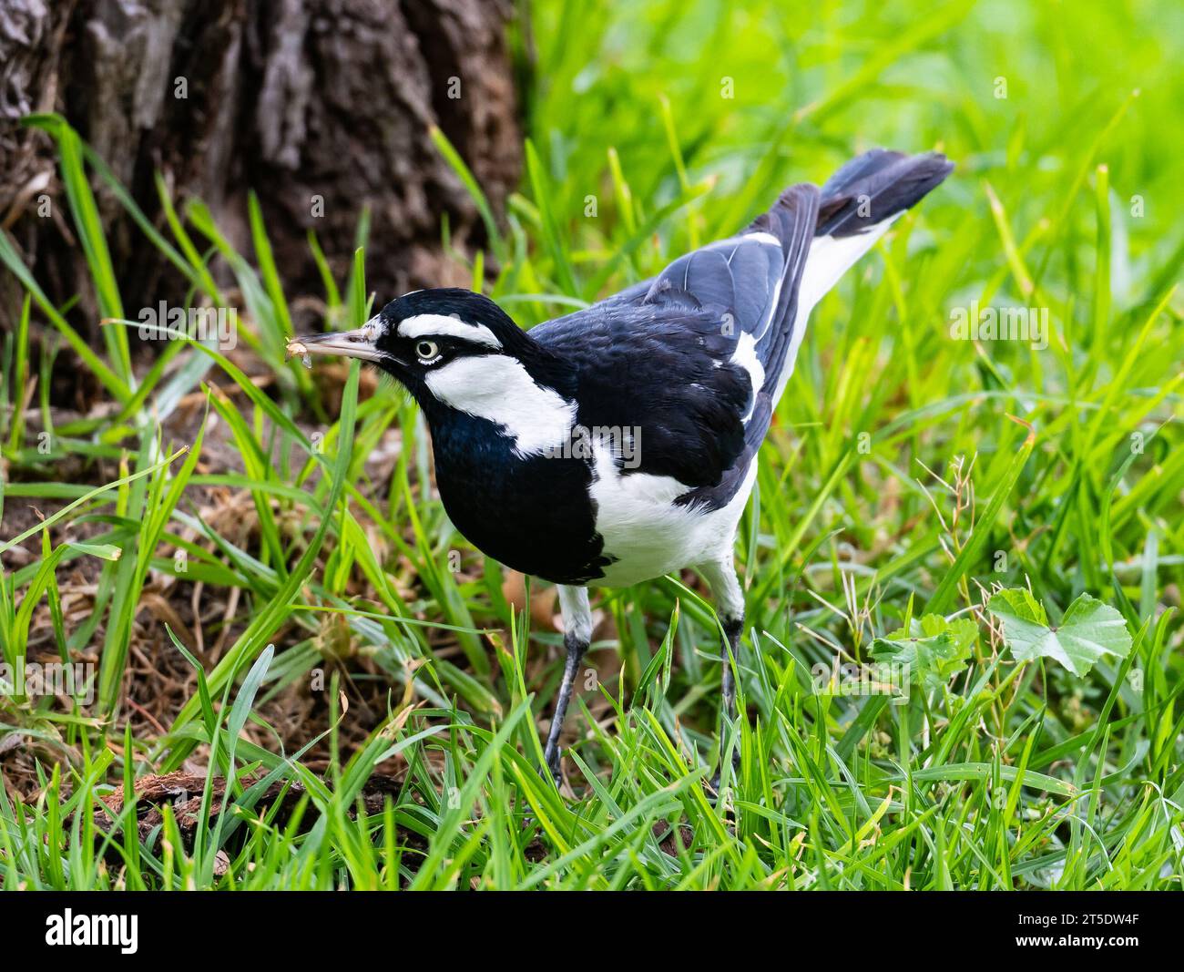 A black and white Magpie-lark (Grallina cyanoleuca) foraging in grass ...
