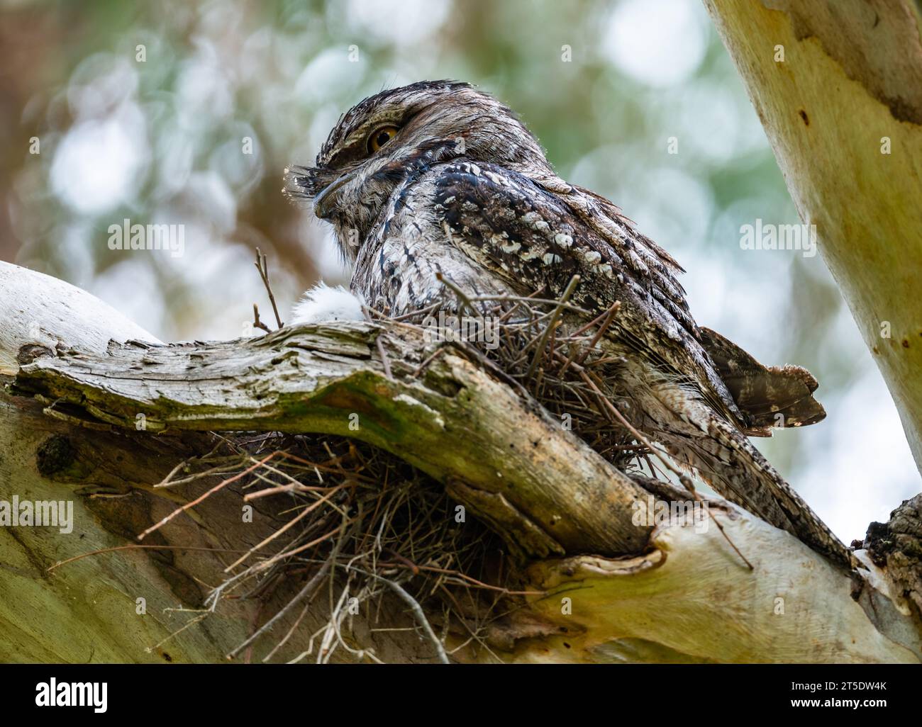 Tawny frogmouth birds podargus hi-res stock photography and images - Alamy