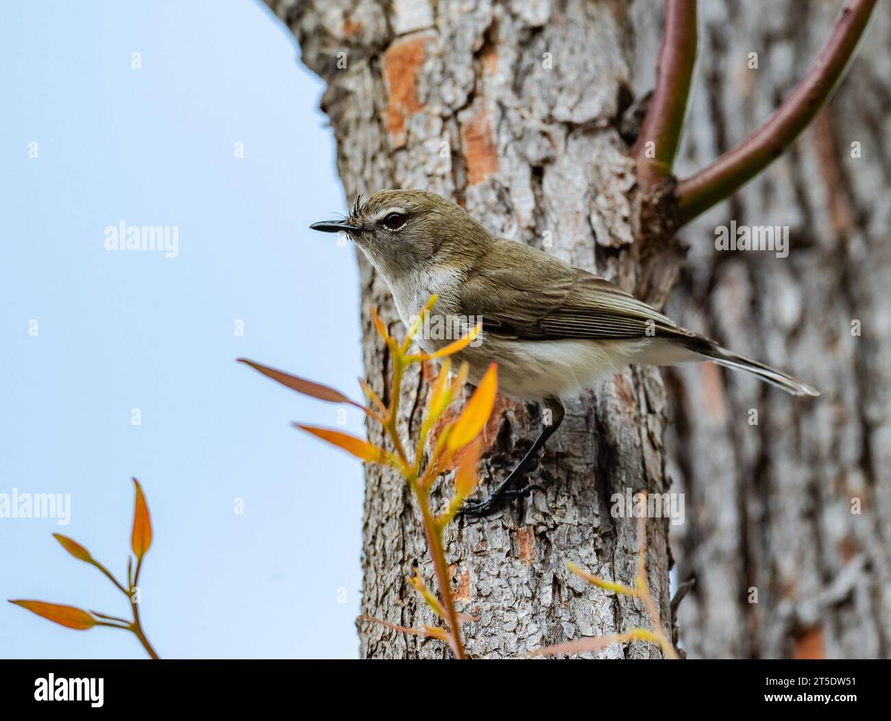 Gerygone fusca fusca hi-res stock photography and images - Alamy