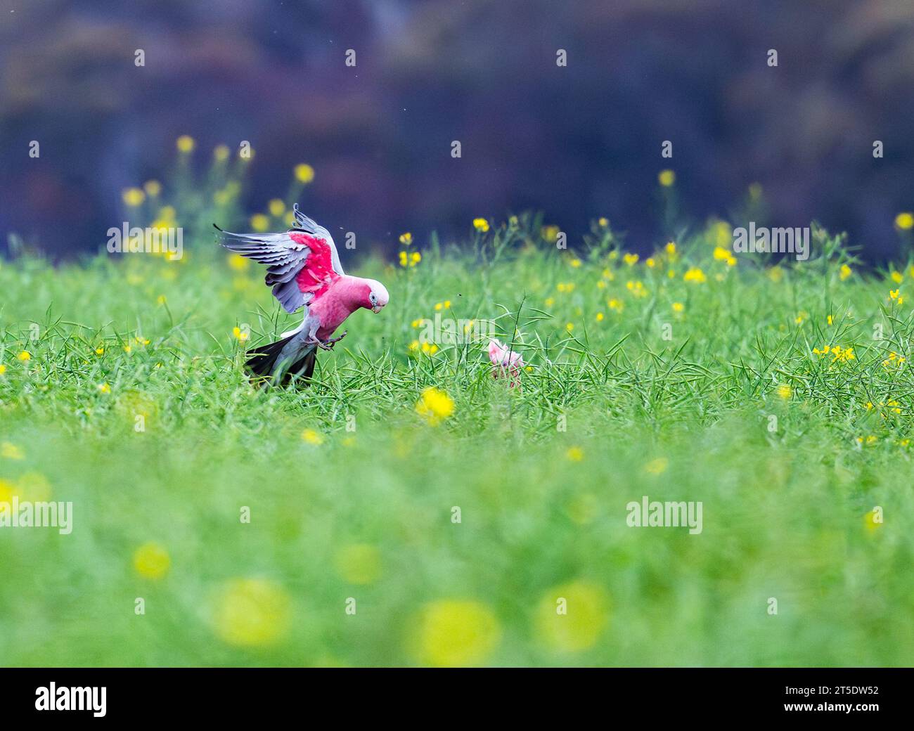 A colorful Galah (Eolophus roseicapilla) landing on flowering canola ...