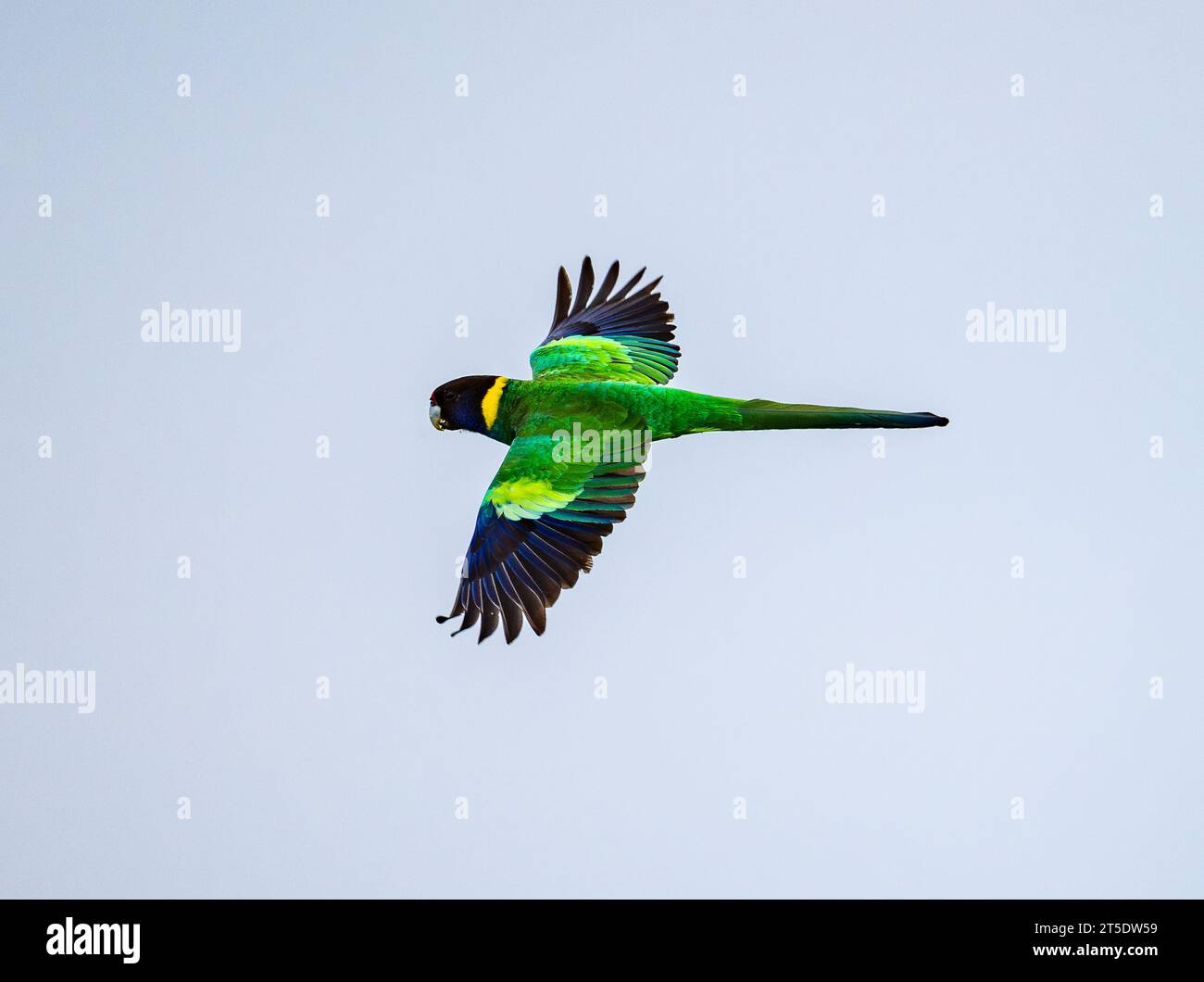 A colorful Australian Ringneck parrot (Barnardius zonarius) in flight ...