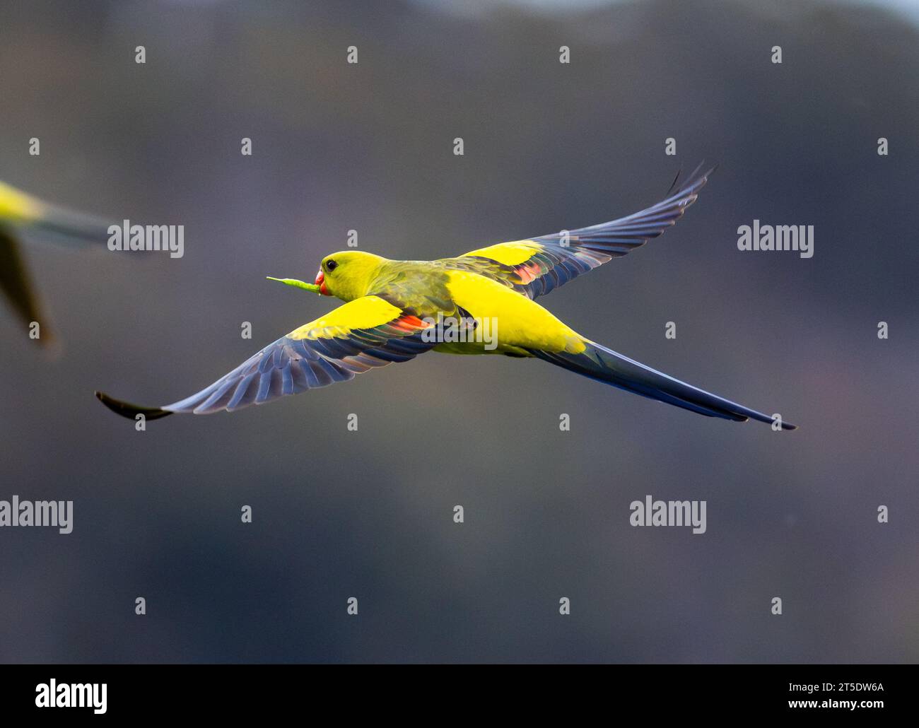 A colorful Regent Parrot (Polytelis anthopeplus) in flight. Australia ...