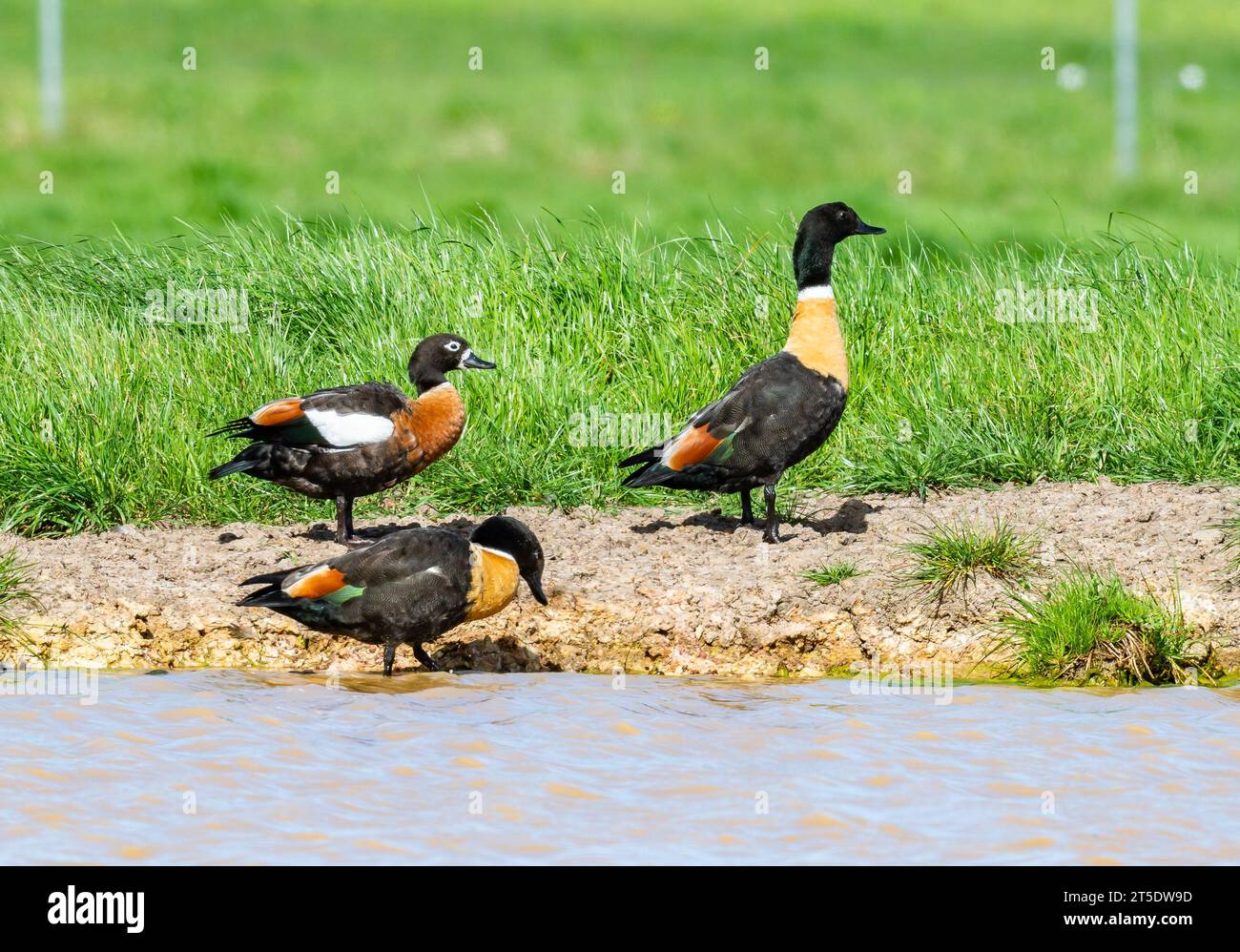 Australian shelduck hi-res stock photography and images - Alamy