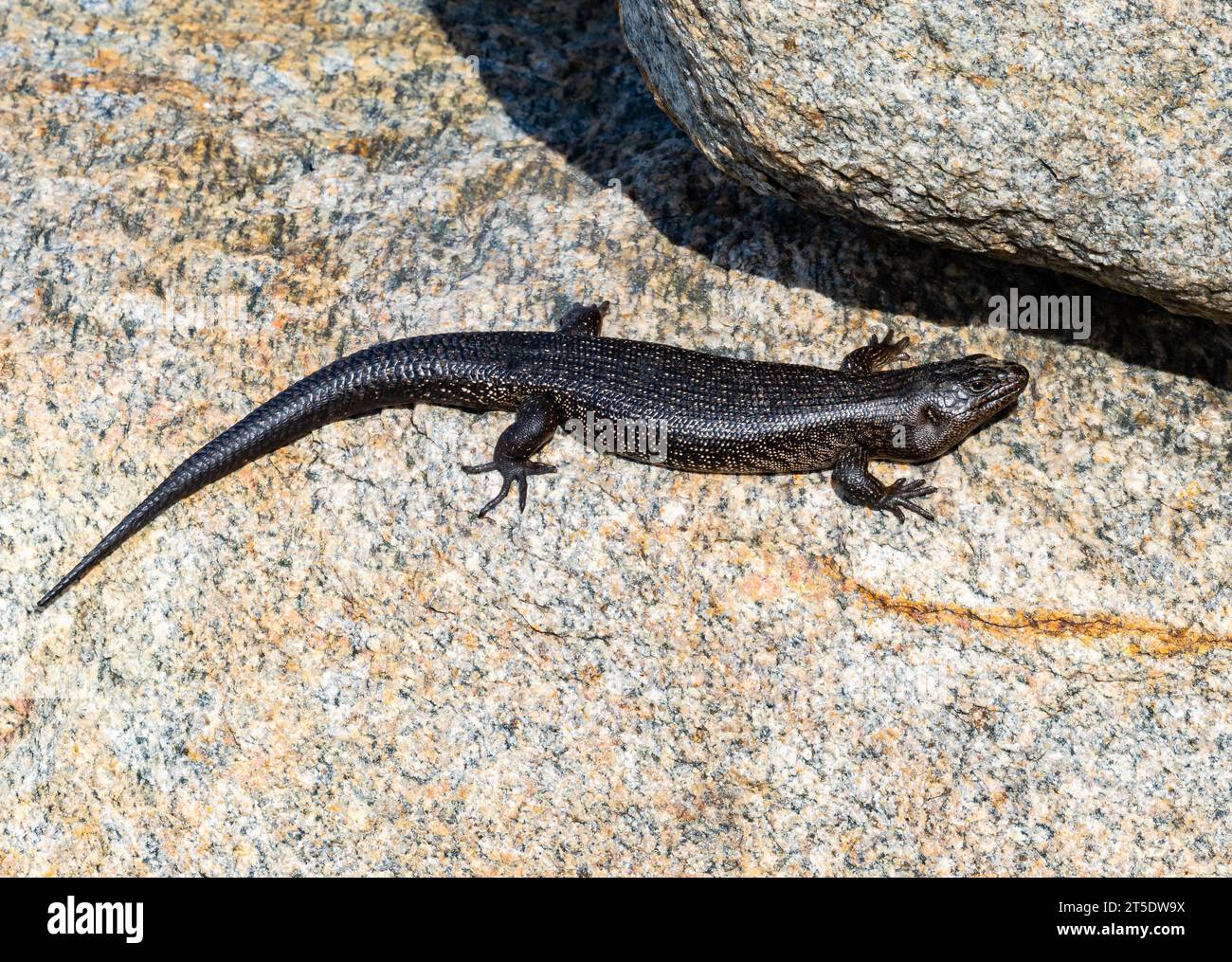 Australian skink hi-res stock photography and images - Alamy