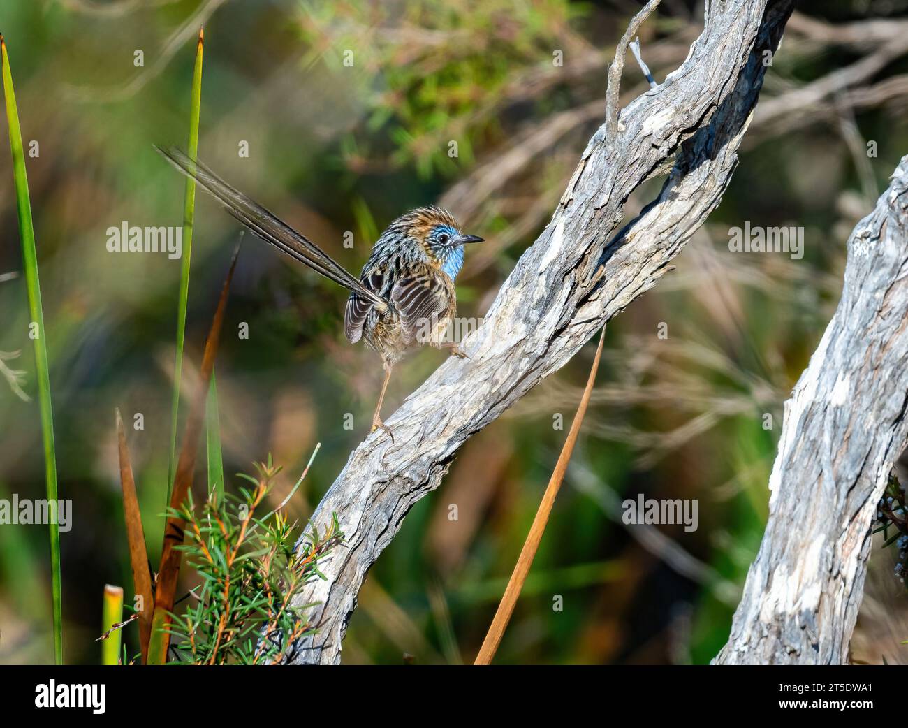 Malachurus hi-res stock photography and images - Alamy
