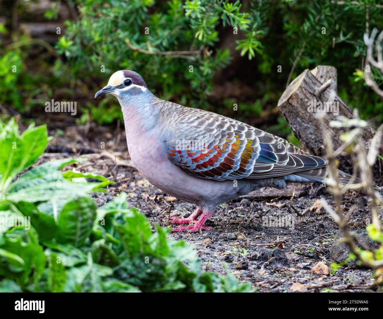 A Common Bronzewing (Phaps chalcoptera) foraging on the ground ...