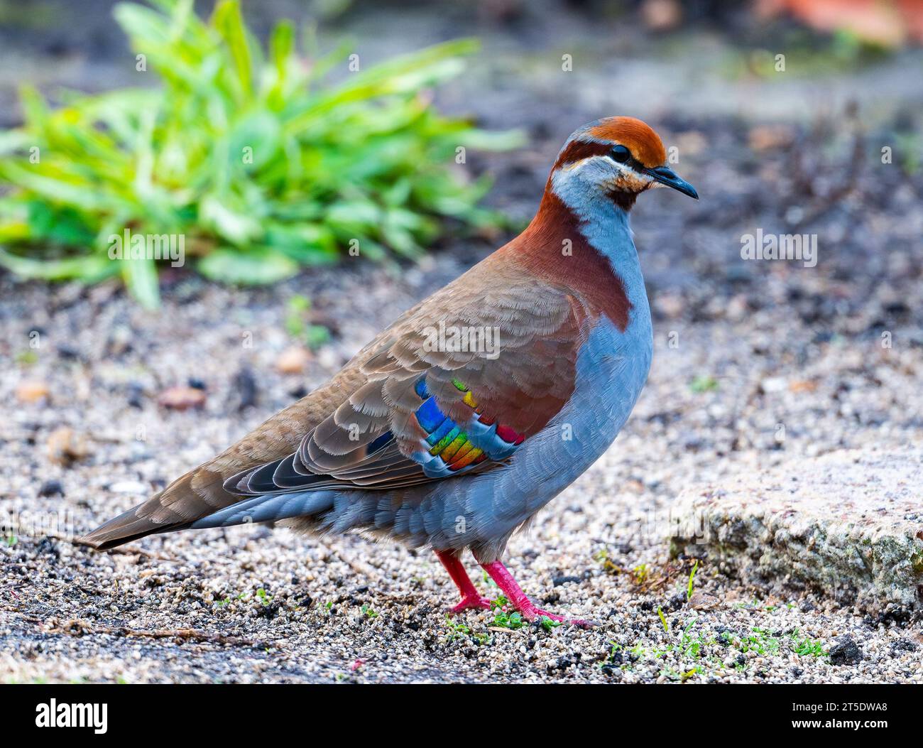 Phaps elegans hi-res stock photography and images - Alamy
