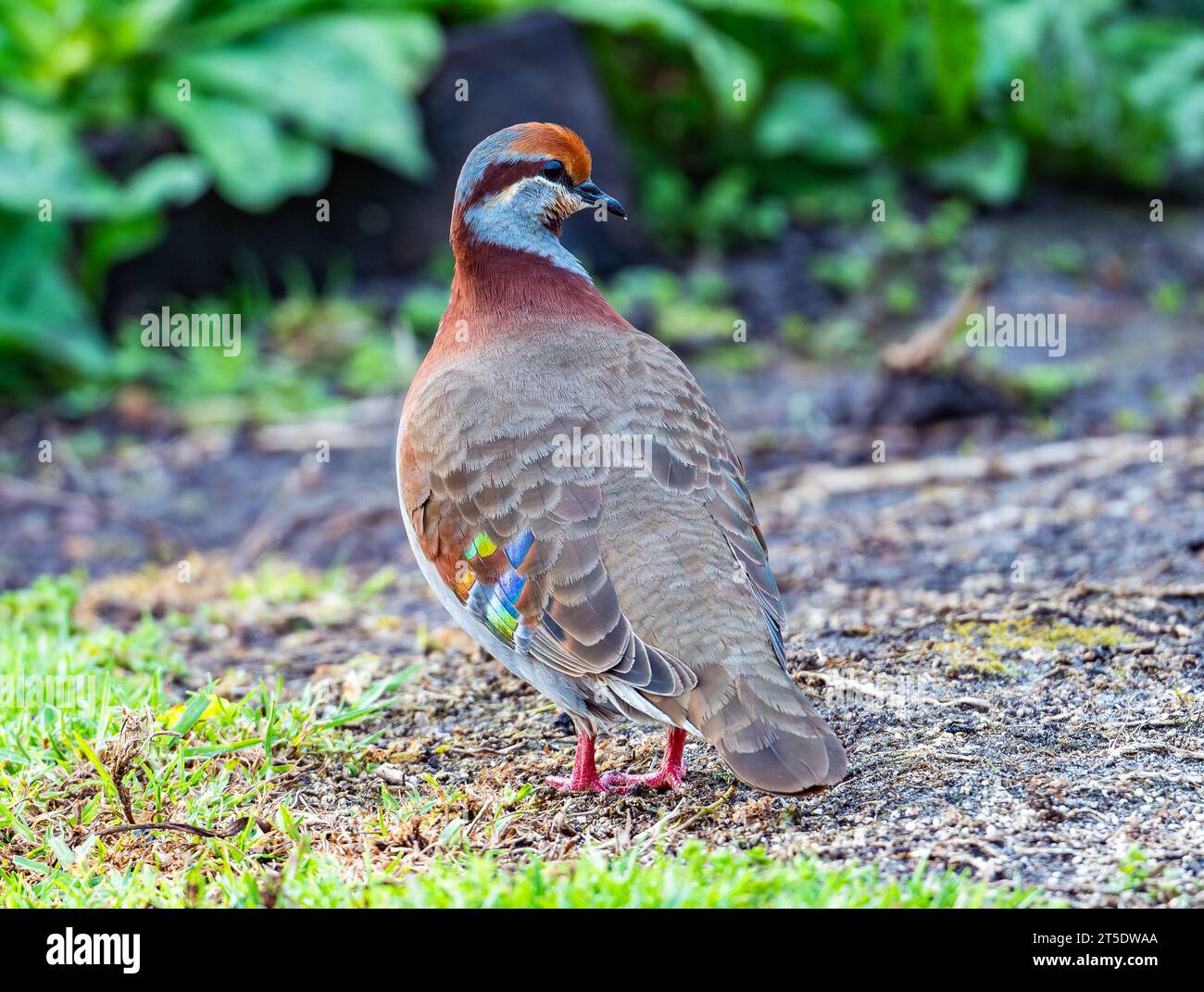 Phaps elegans hi-res stock photography and images - Alamy