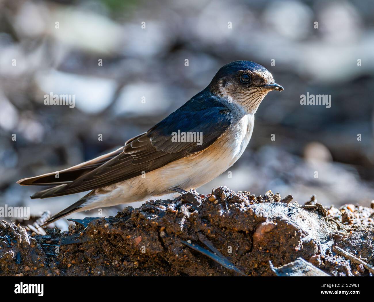 Tree Martin (Petrochelidon nigricans) collecting mud to construct nest ...