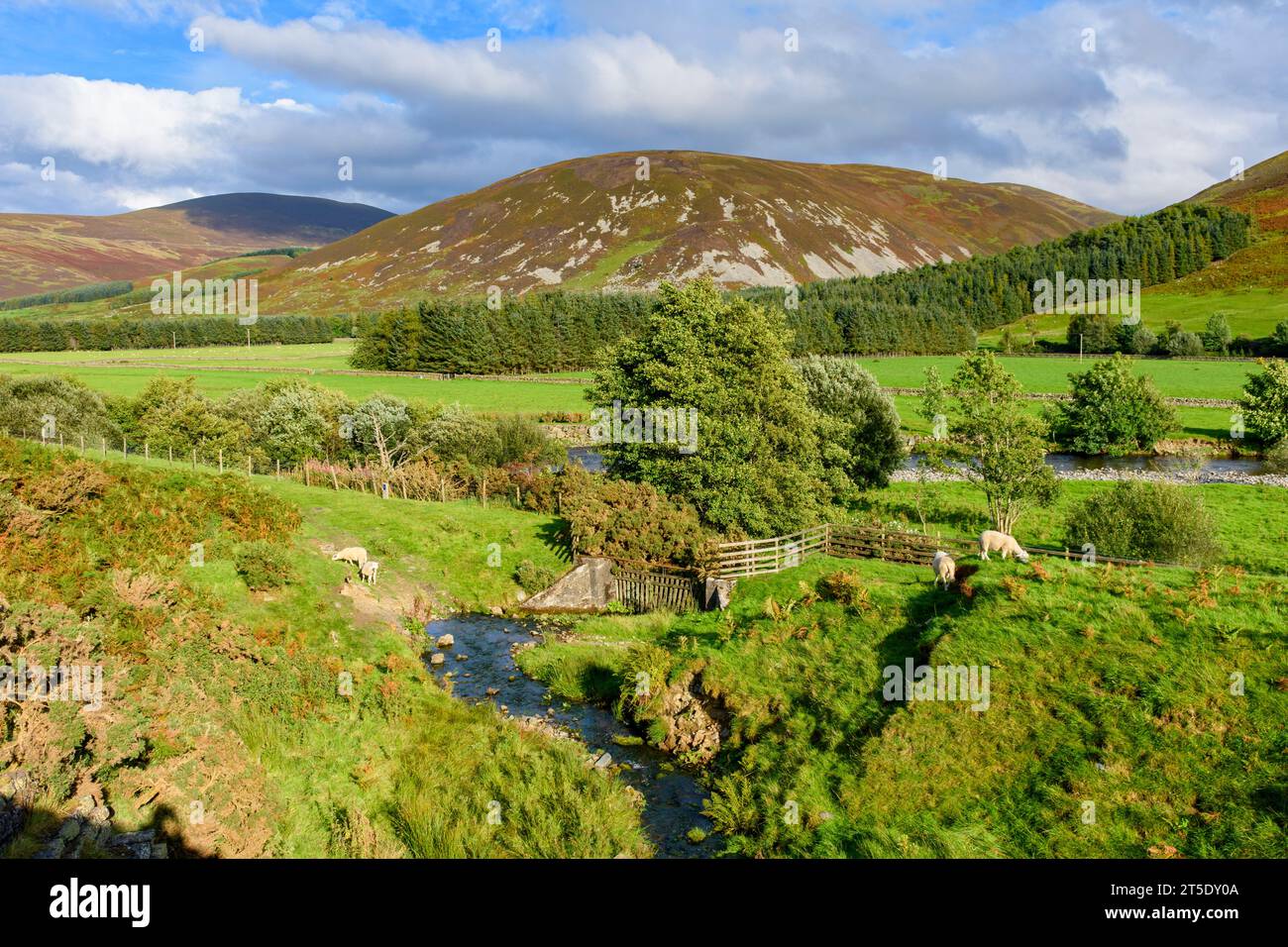 A scene in the Southern Upland hills near Langholm, Dumfries and ...