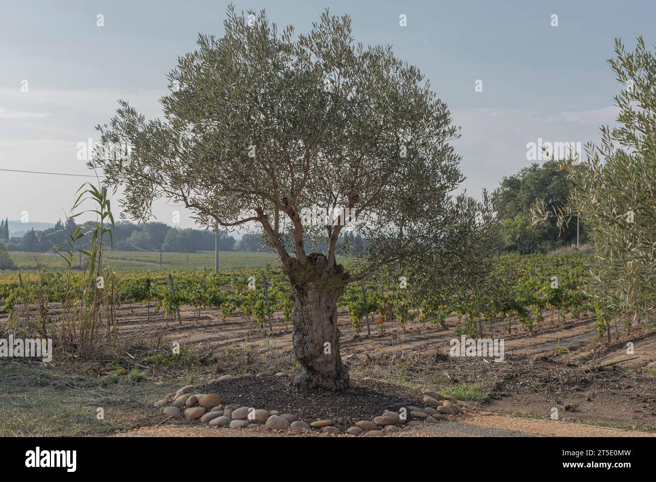 Old olive tree surrounded by a stone border in front of a newly planted ...