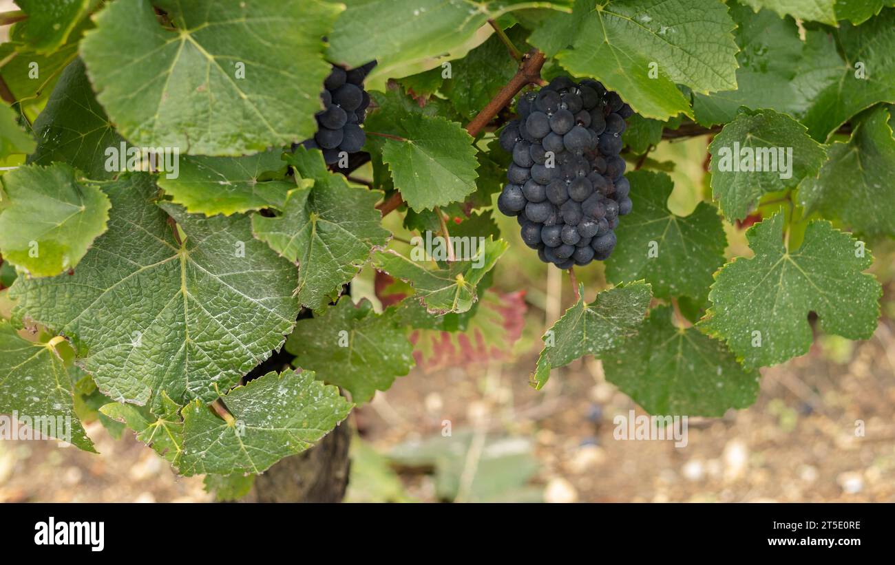 Pinot Noir black grapes grapes in a vineyard in Sancerre a town in the ...