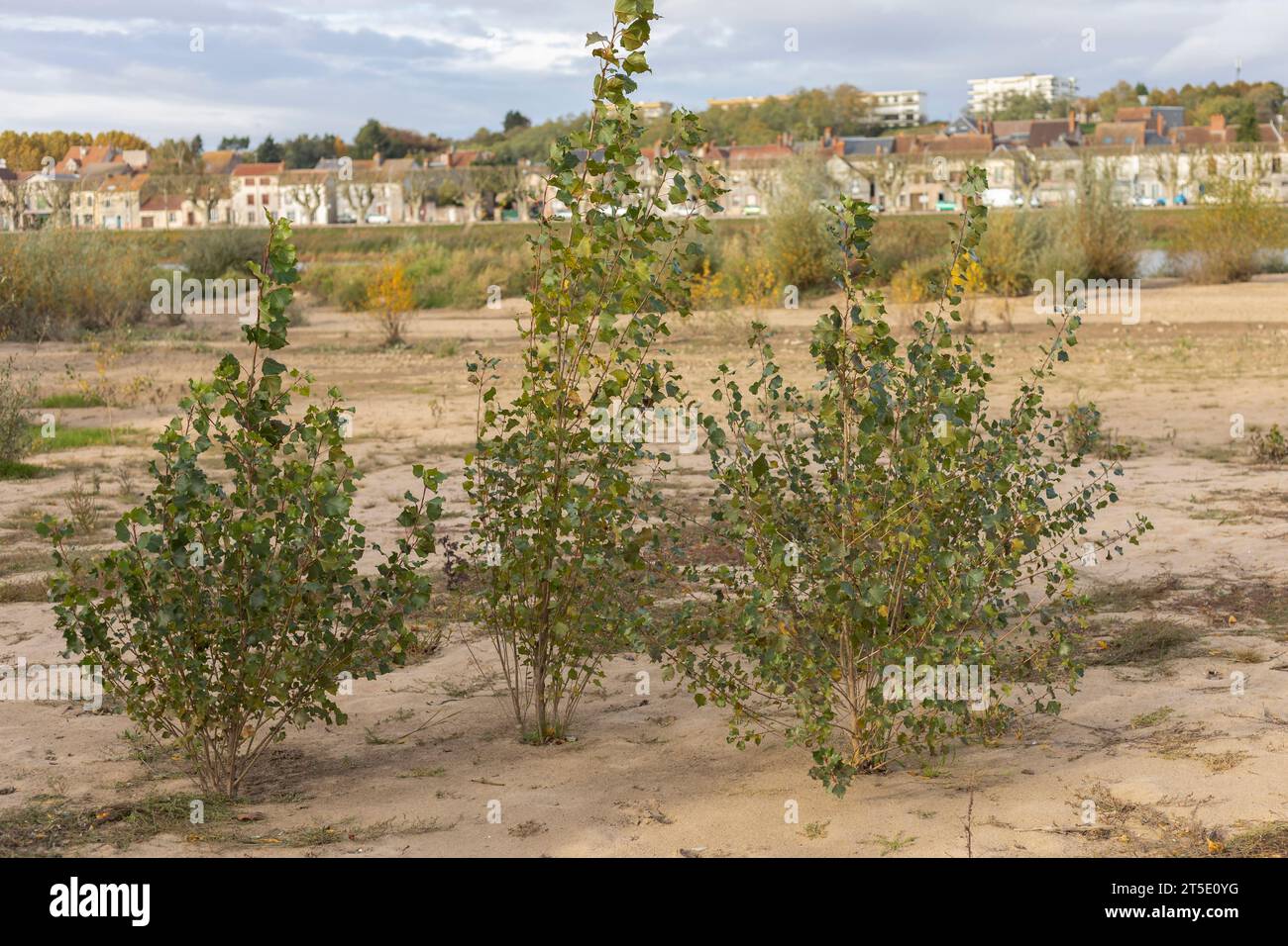 Three silver birch trees growing on a sandy river bed with a French ...
