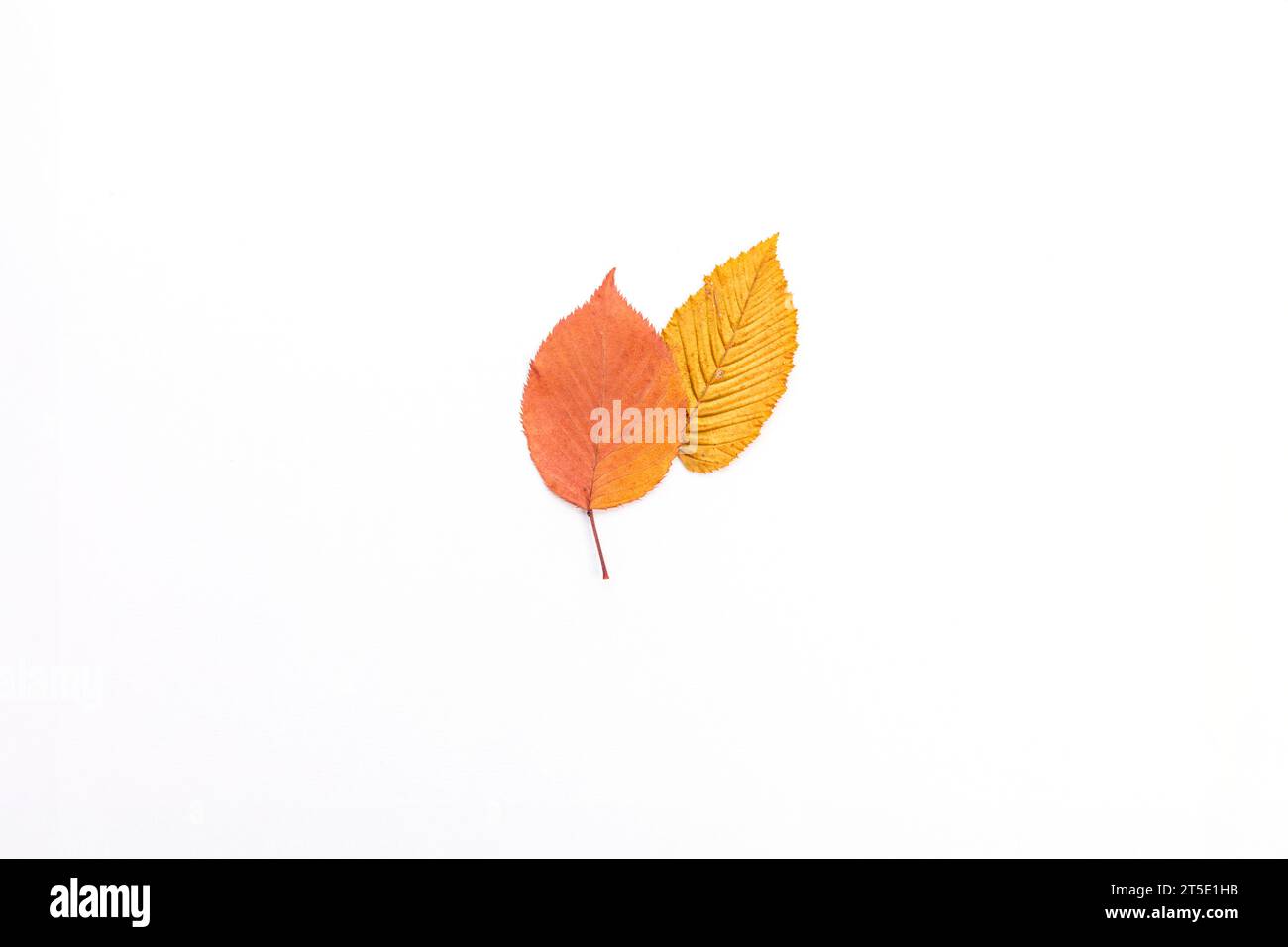 easy nature craft for kids, turtle made from leaves, ideas for autumn ...