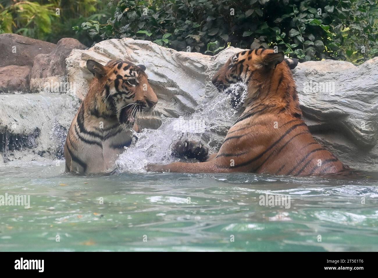 Jay tiger hi-res stock photography and images - Alamy