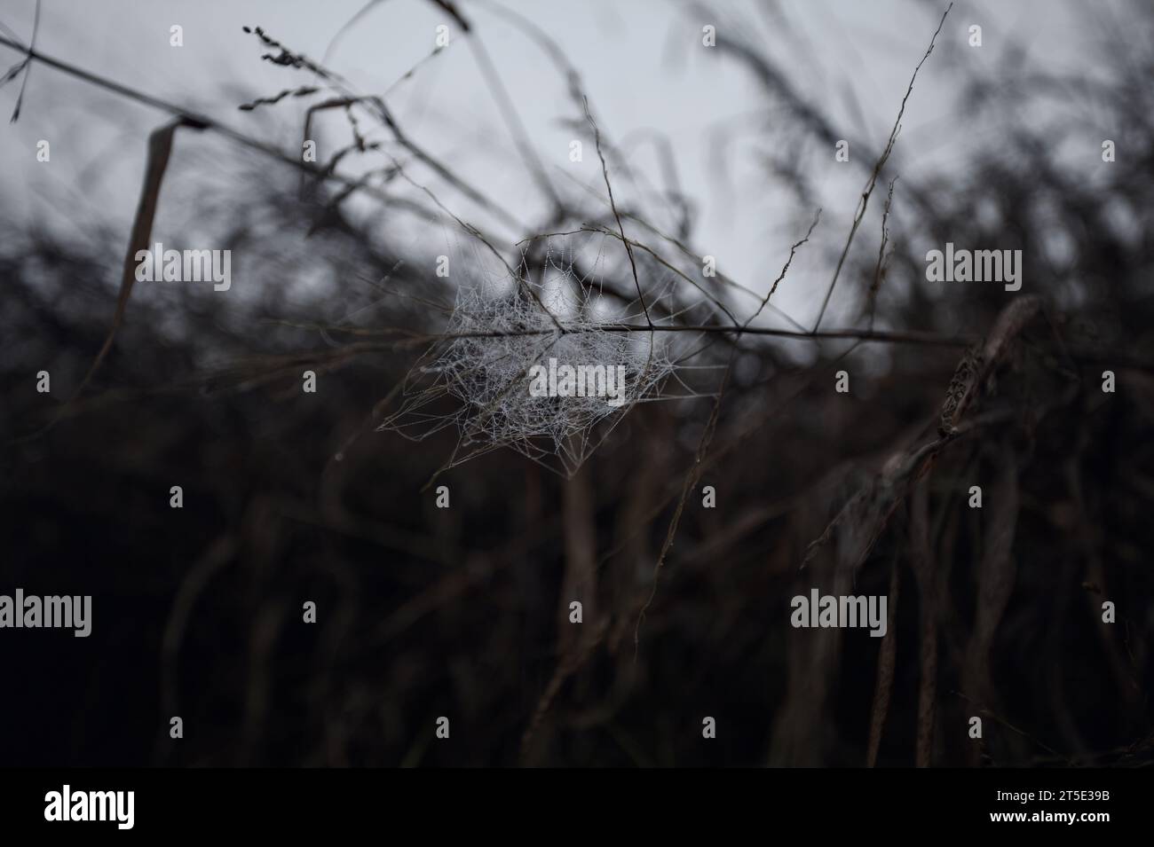 Spider web with dew on it wrapped on a reed seen up close Stock Photo ...