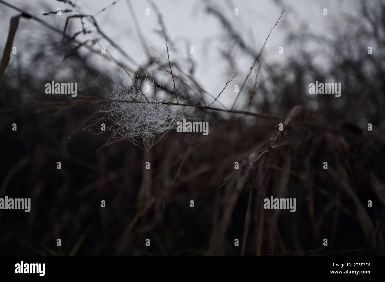 Spider web with dew on it wrapped on a reed seen up close Stock Photo ...