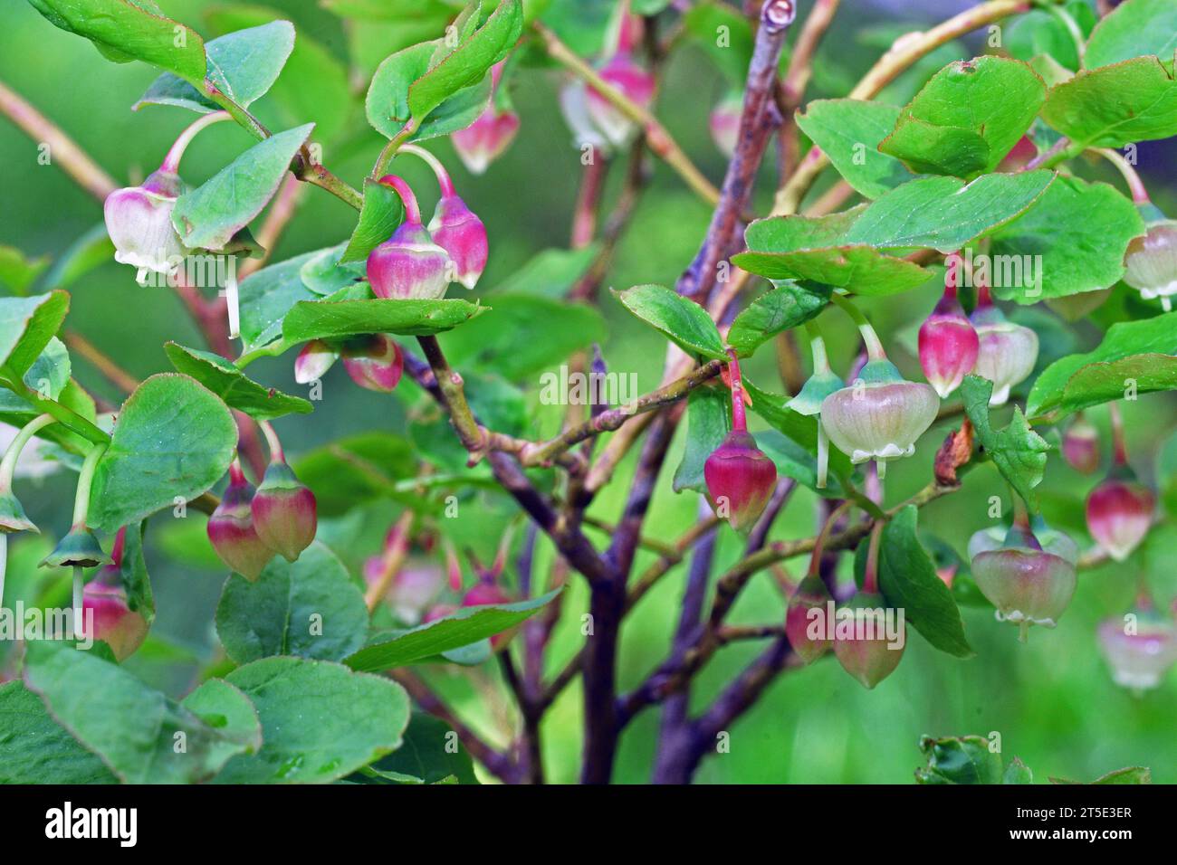 Common huckleberry fruiting bodies at the pollination stage in May ...