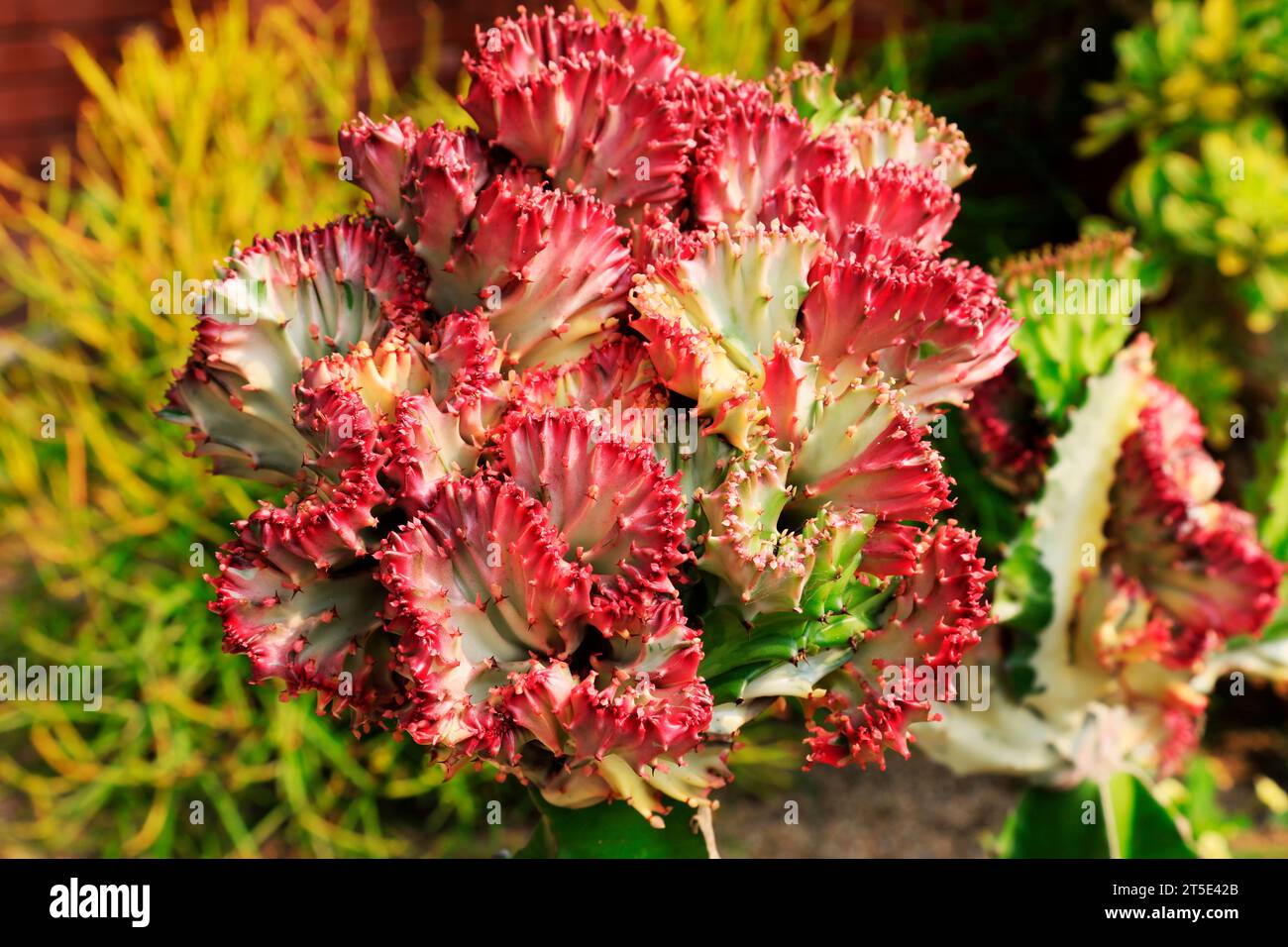 Mutant varieties of cactus plants Stock Photo - Alamy