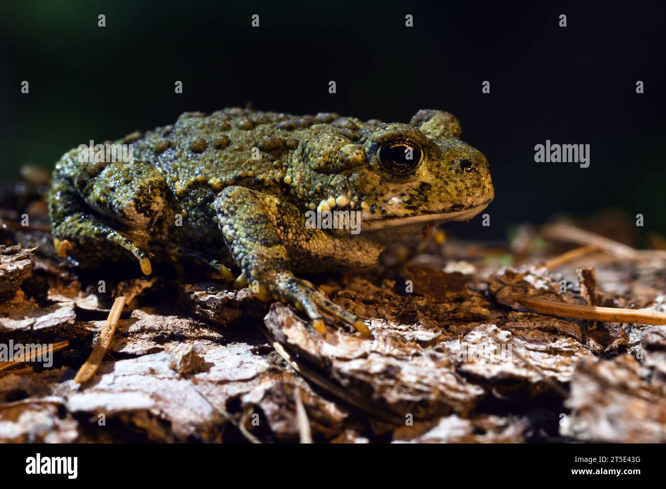 Western Toad (Anaxyrus boreas) in an old growth forest in summer ...