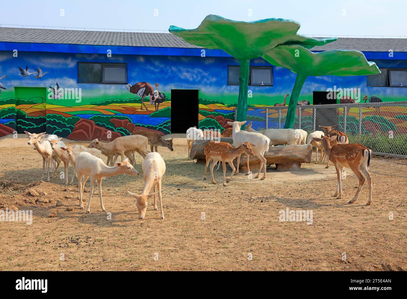 Wild sika deer china hi-res stock photography and images - Alamy
