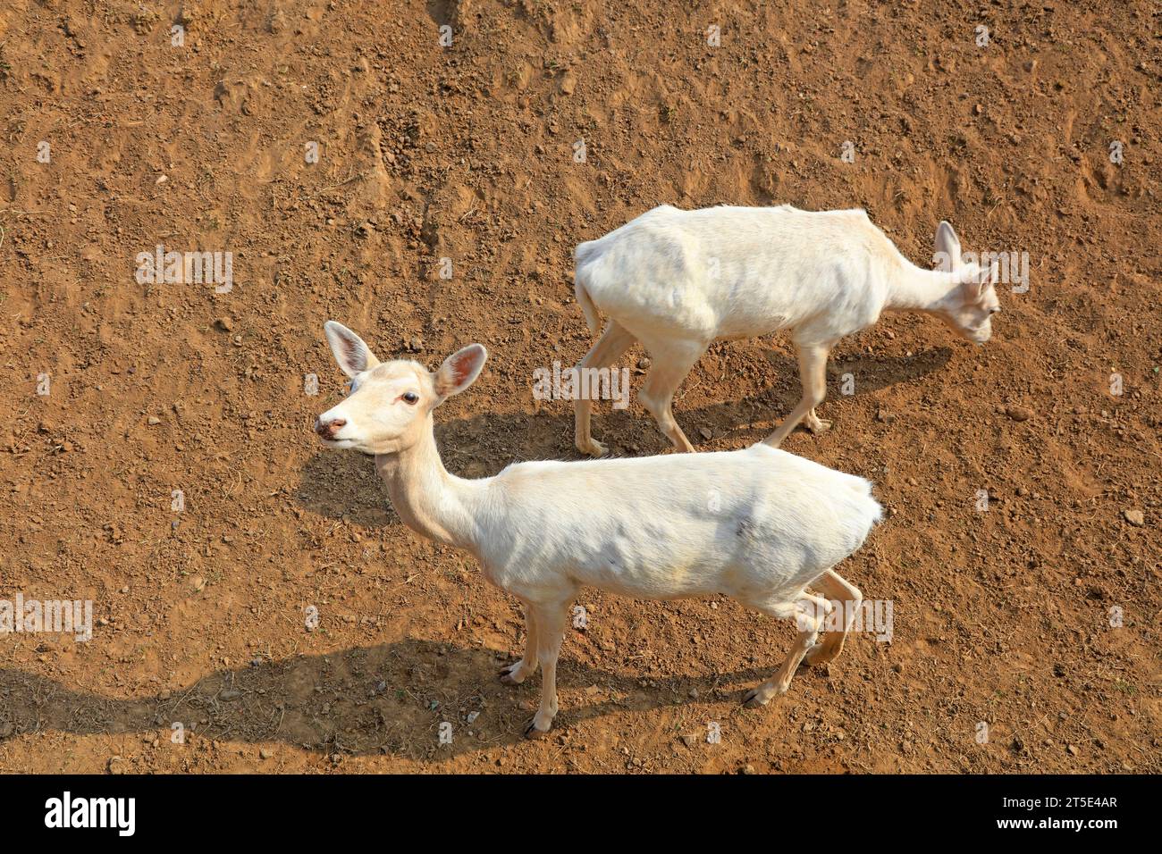 Wild sika deer china hi-res stock photography and images - Alamy