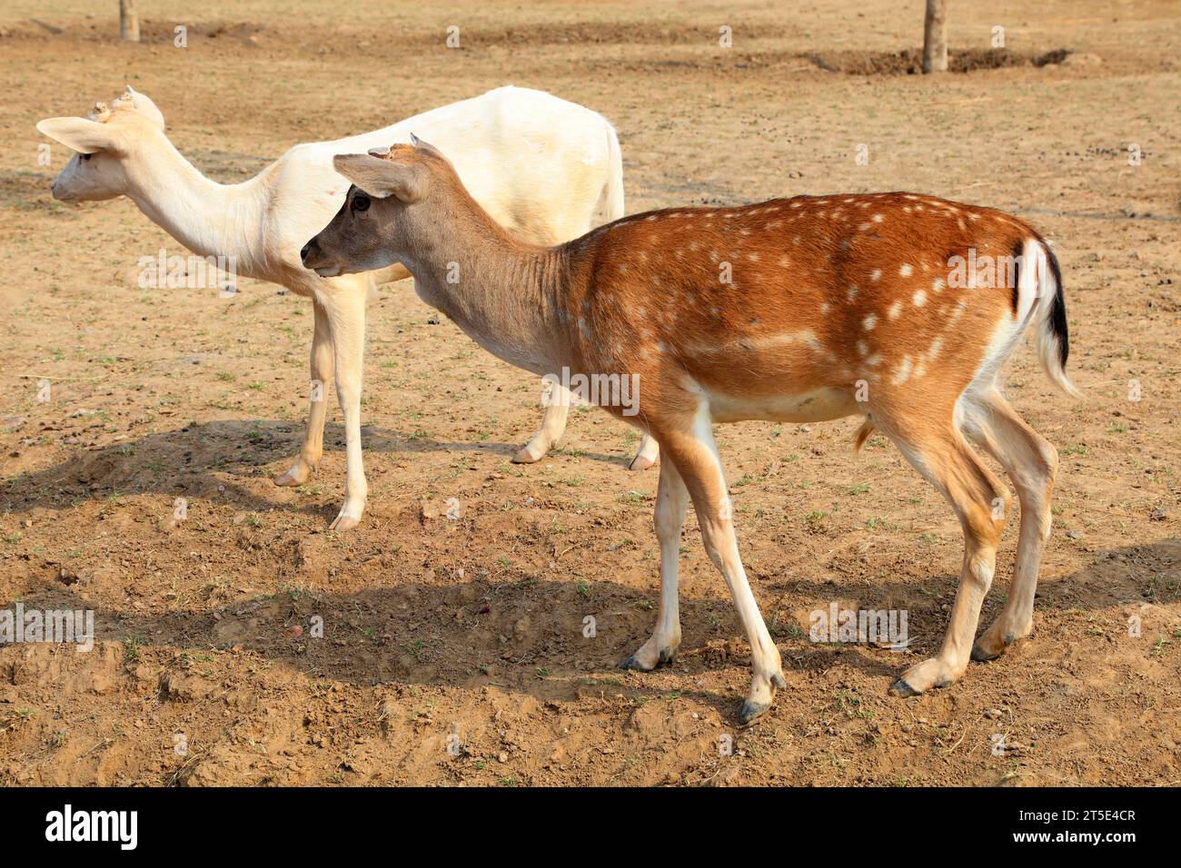 Sika deer in the zoo Stock Photo - Alamy